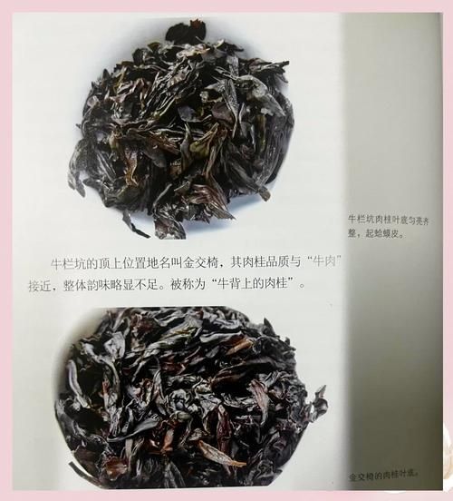 肉桂茶多少钱一斤_肉桂茶价格影响因素-第1张图片-山城妙识 肉桂茶多少钱一斤_肉桂茶价格影响因素-第1张图片-山城妙识