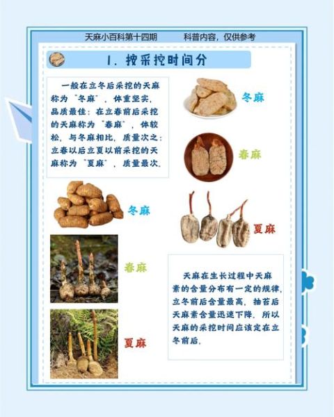 女人吃天麻的好处_天麻对女性的功效与作用-第2张图片-山城妙识 女人吃天麻的好处_天麻对女性的功效与作用-第2张图片-山城妙识