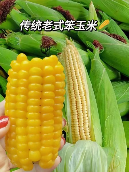 老玉米怎么煮才能软_老玉米煮多久才软糯-第1张图片-山城妙识 老玉米怎么煮才能软_老玉米煮多久才软糯-第1张图片-山城妙识