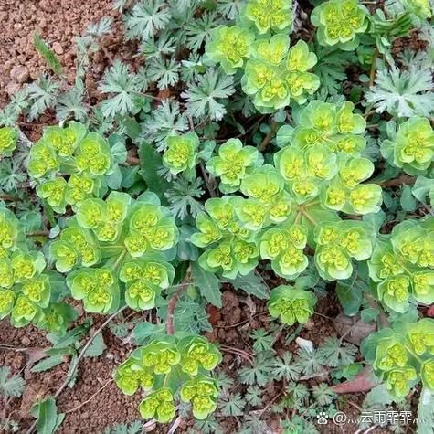 500野草图片大全及名字_如何快速识别常见杂草-第3张图片-山城妙识