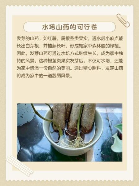 发芽的山药能吃吗_如何安全处理-第2张图片-山城妙识