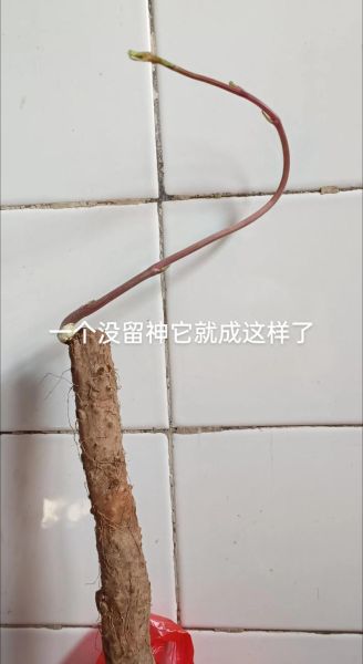 发芽的山药能吃吗_如何安全处理-第3张图片-山城妙识