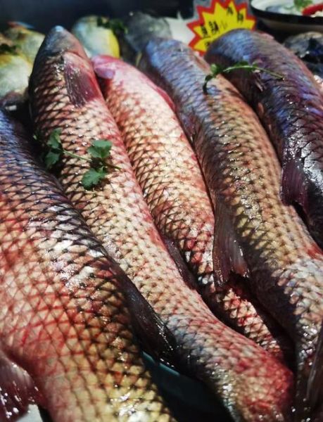 红烧梭鱼怎么做_梭鱼去腥技巧-第2张图片-山城妙识 红烧梭鱼怎么做_梭鱼去腥技巧-第2张图片-山城妙识