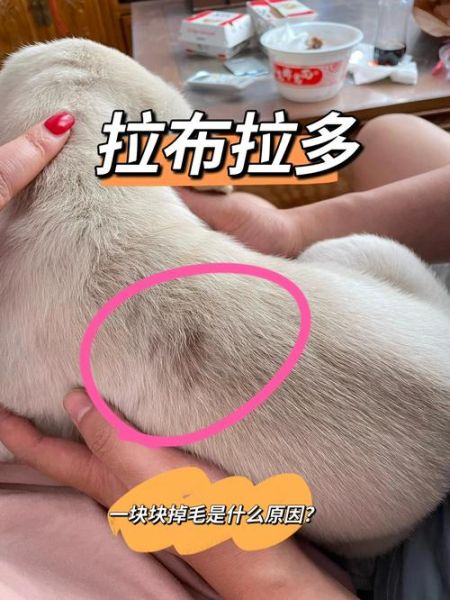 拉布拉多掉毛严重怎么办_拉布拉多掉毛吃什么改善-第1张图片-山城妙识