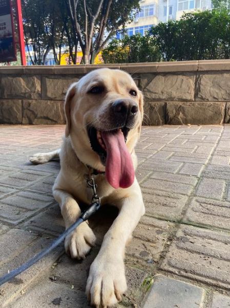 拉布拉多掉毛严重怎么办_拉布拉多掉毛吃什么改善-第3张图片-山城妙识