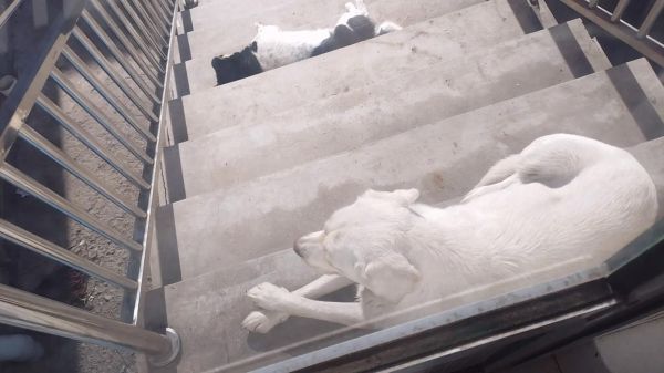 拉布拉多掉毛严重怎么办_拉布拉多掉毛吃什么改善-第2张图片-山城妙识