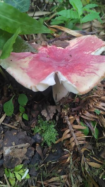 白干干红伞伞是什么_中毒症状多久出现-第1张图片-山城妙识 白干干红伞伞是什么_中毒症状多久出现-第1张图片-山城妙识