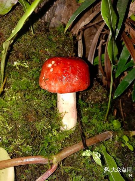 白干干红伞伞是什么_中毒症状多久出现-第2张图片-山城妙识 白干干红伞伞是什么_中毒症状多久出现-第2张图片-山城妙识