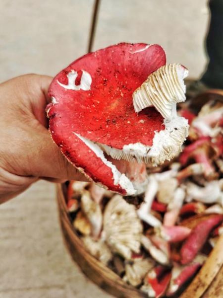 白干干红伞伞是什么_中毒症状多久出现-第3张图片-山城妙识 白干干红伞伞是什么_中毒症状多久出现-第3张图片-山城妙识