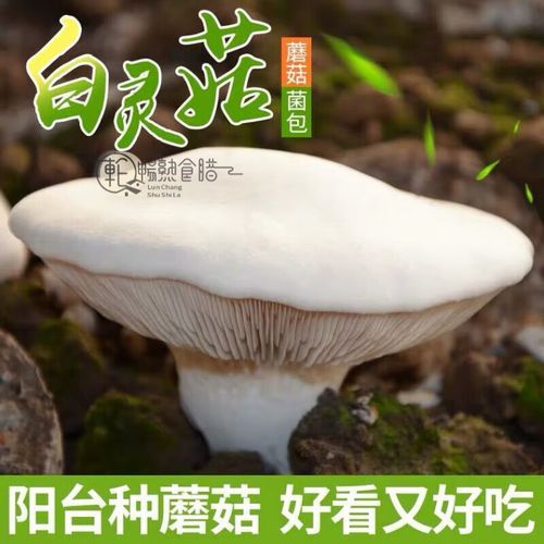 白灵菇图片大全_白灵菇怎么挑选-第3张图片-山城妙识