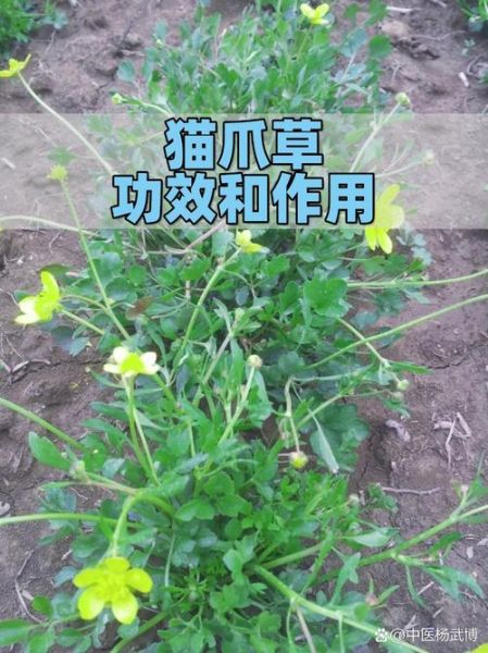 猫爪草的功效与作用及禁忌_猫爪草能长期泡水喝吗-第1张图片-山城妙识