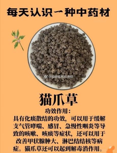 猫爪草的功效与作用及禁忌_猫爪草能长期泡水喝吗-第2张图片-山城妙识