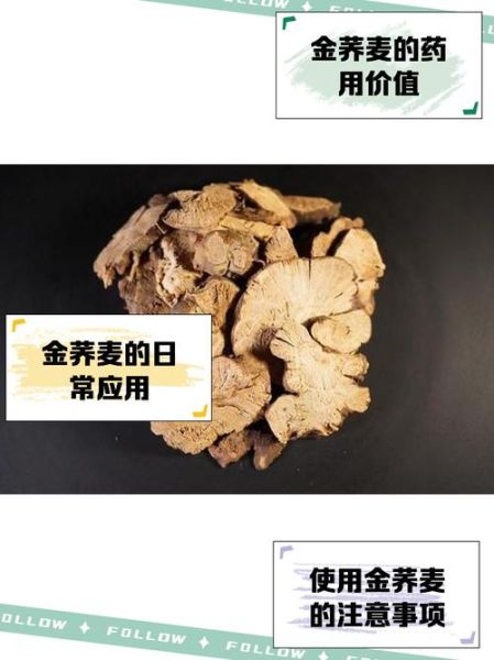 金荞麦的功效与作用_金荞麦主治哪些疾病-第1张图片-山城妙识