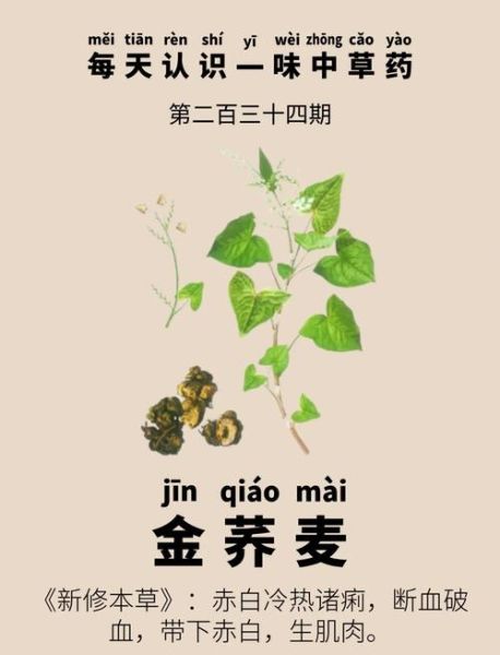 金荞麦的功效与作用_金荞麦主治哪些疾病-第2张图片-山城妙识