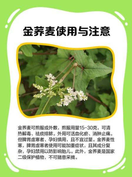 金荞麦的功效与作用_金荞麦主治哪些疾病-第3张图片-山城妙识
