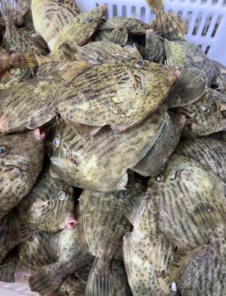 剥皮鱼怎么剥皮_剥皮鱼视频教程-第1张图片-山城妙识 剥皮鱼怎么剥皮_剥皮鱼视频教程-第1张图片-山城妙识