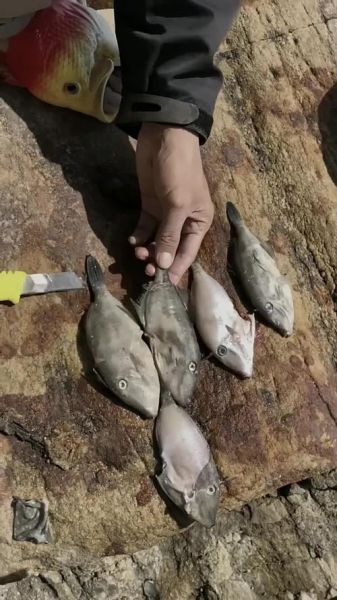 剥皮鱼怎么剥皮_剥皮鱼视频教程-第3张图片-山城妙识 剥皮鱼怎么剥皮_剥皮鱼视频教程-第3张图片-山城妙识