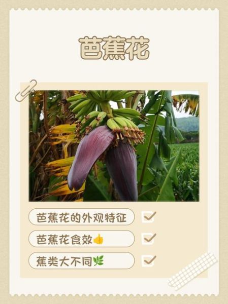 芭蕉花怎么吃_芭蕉花有什么功效-第2张图片-山城妙识 芭蕉花怎么吃_芭蕉花有什么功效-第2张图片-山城妙识