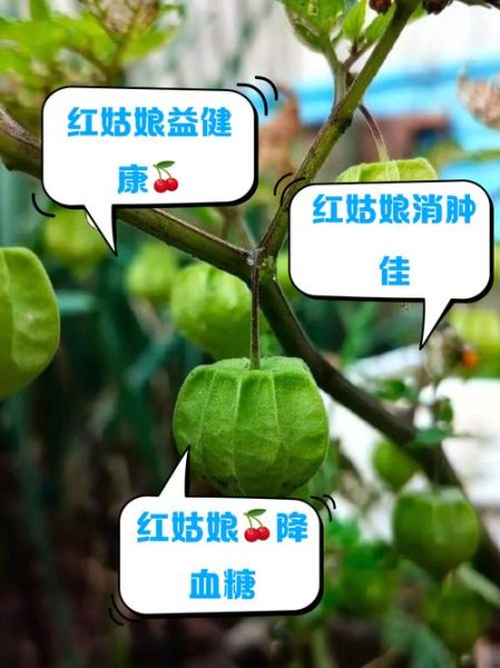 红菇娘的功效与作用_红菇娘的禁忌有哪些-第1张图片-山城妙识