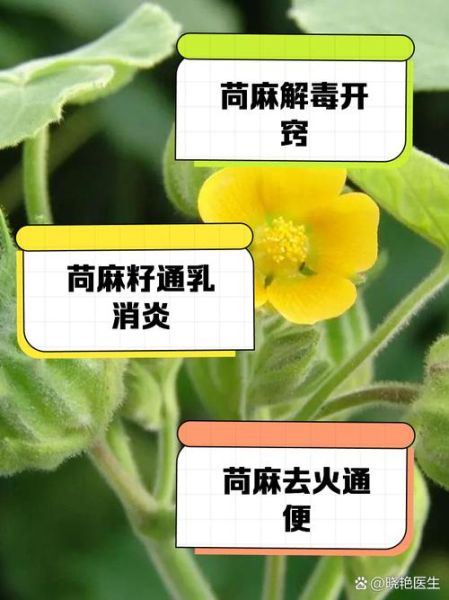 苘麻子的功效与作用_苘麻子能治什么病-第3张图片-山城妙识