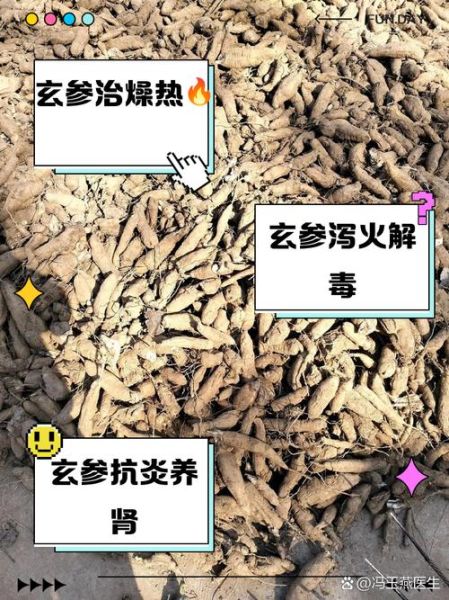 玄参的功效与作用及禁忌_玄参泡水喝的正确方法-第1张图片-山城妙识