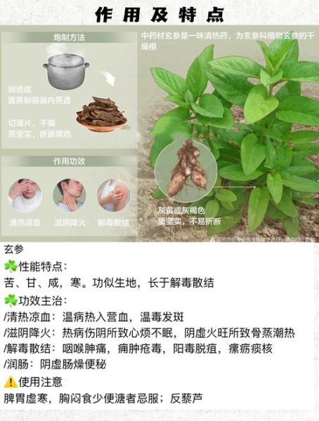 玄参的功效与作用及禁忌_玄参泡水喝的正确方法-第3张图片-山城妙识