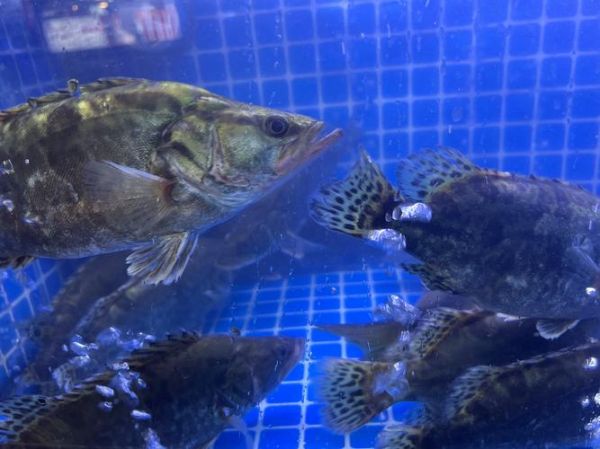 桂花鱼养殖条件_桂花鱼养殖水质要求-第3张图片-山城妙识