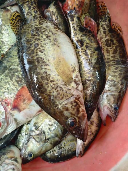 桂花鱼养殖条件_桂花鱼养殖水质要求-第1张图片-山城妙识