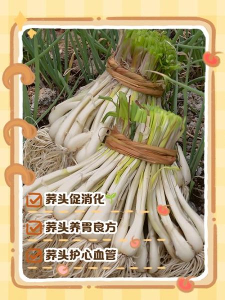 荞头怎么腌制_荞头功效与作用-第2张图片-山城妙识