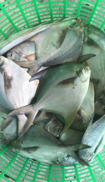 平鱼是鲳鱼吗_平鱼和鲳鱼的区别-第2张图片-山城妙识