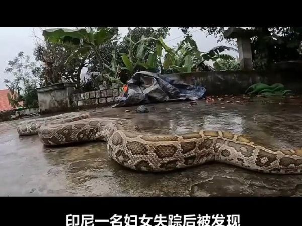 蟒蛇为什么喜欢缠女人_蟒蛇缠人真实原因-第1张图片-山城妙识