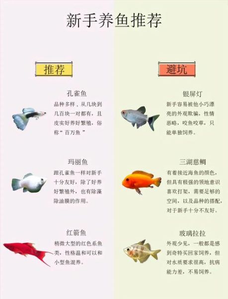 什么鱼适合新手养_热带鱼品种大全-第1张图片-山城妙识