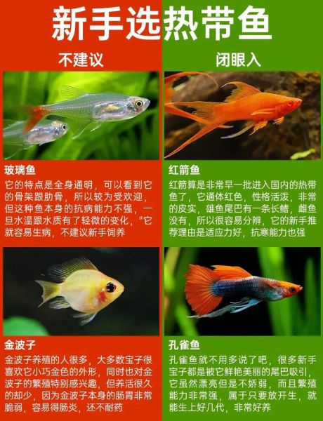 什么鱼适合新手养_热带鱼品种大全-第2张图片-山城妙识