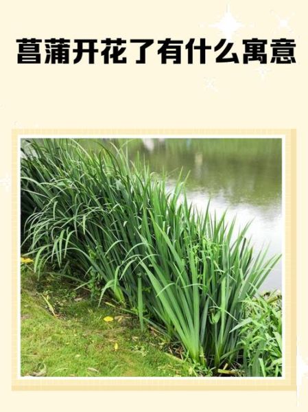 菖蒲的花语是什么_菖蒲的寓意和象征-第1张图片-山城妙识
