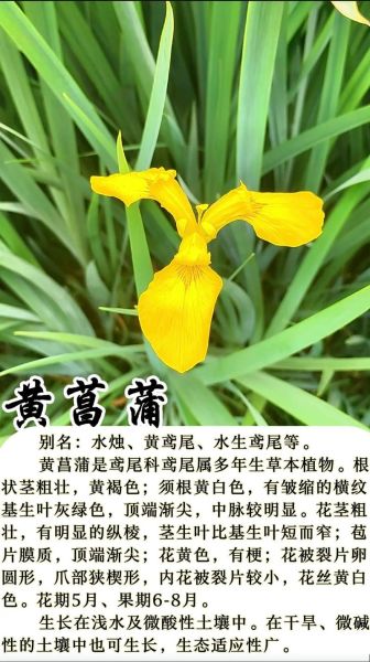 菖蒲的花语是什么_菖蒲的寓意和象征-第3张图片-山城妙识