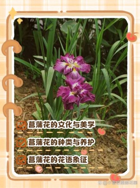 菖蒲的花语是什么_菖蒲的寓意和象征-第2张图片-山城妙识