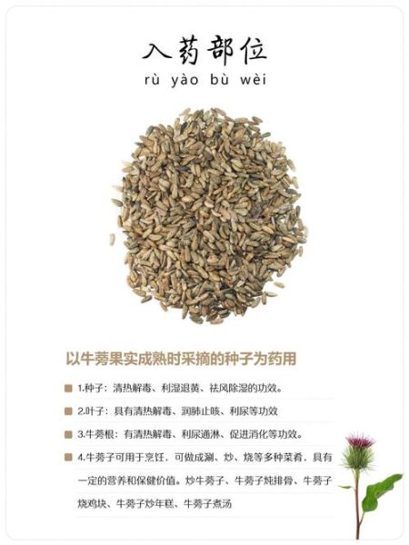 牛蒡子怎么读_牛蒡子功效与作用-第2张图片-山城妙识