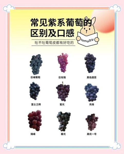 巨峰葡萄怎么挑选_巨峰葡萄几月份成熟-第1张图片-山城妙识 巨峰葡萄怎么挑选_巨峰葡萄几月份成熟-第1张图片-山城妙识