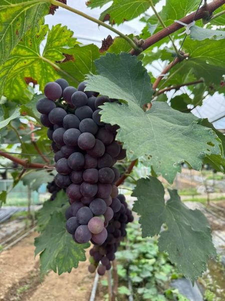 巨峰葡萄怎么挑选_巨峰葡萄几月份成熟-第3张图片-山城妙识 巨峰葡萄怎么挑选_巨峰葡萄几月份成熟-第3张图片-山城妙识