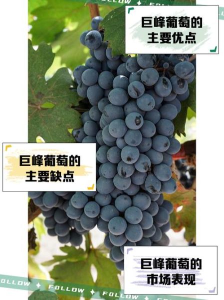 巨峰葡萄怎么挑选_巨峰葡萄几月份成熟-第2张图片-山城妙识 巨峰葡萄怎么挑选_巨峰葡萄几月份成熟-第2张图片-山城妙识