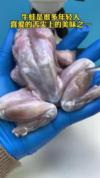人工牛蛙有寄生虫吗_人工养殖牛蛙安全吗-第1张图片-山城妙识