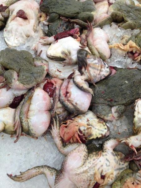 人工牛蛙有寄生虫吗_人工养殖牛蛙安全吗-第2张图片-山城妙识