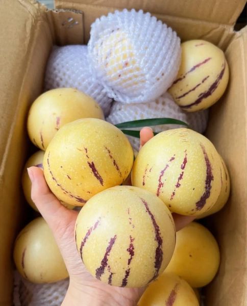 广东人参果图片_广东人参果长什么样-第1张图片-山城妙识