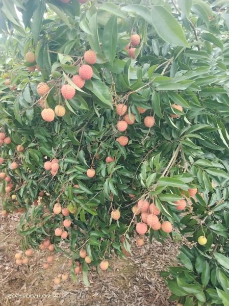 桂味荔枝什么时候成熟_桂味荔枝多少钱一斤-第1张图片-山城妙识