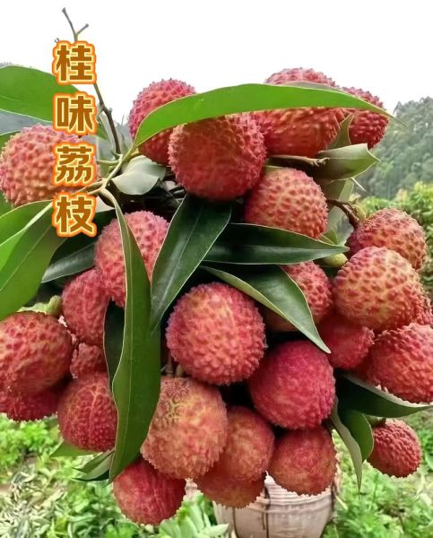 桂味荔枝什么时候成熟_桂味荔枝多少钱一斤-第3张图片-山城妙识