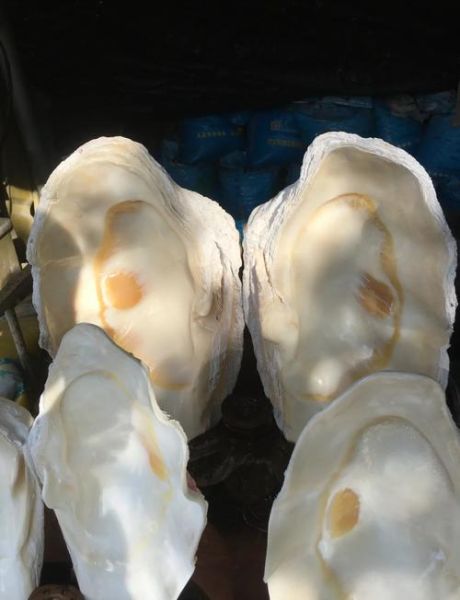 贝壳品种大全图_哪些贝壳最珍贵-第3张图片-山城妙识 贝壳品种大全图_哪些贝壳最珍贵-第3张图片-山城妙识