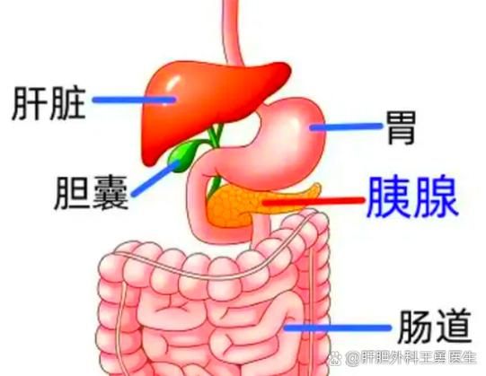 胰脏是什么_胰脏的功能有哪些-第1张图片-山城妙识