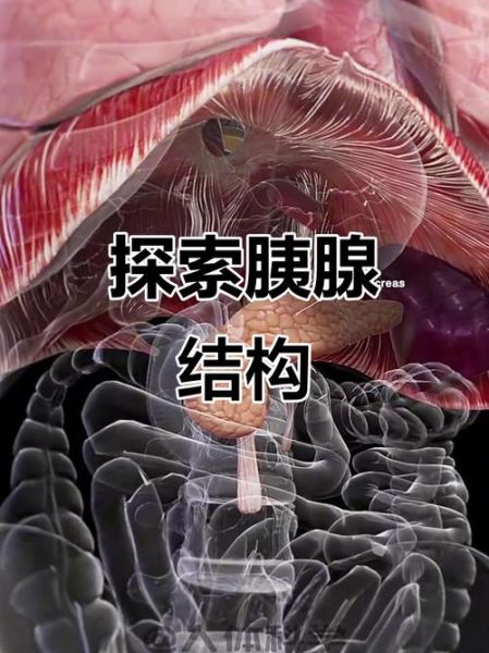 胰脏是什么_胰脏的功能有哪些-第3张图片-山城妙识
