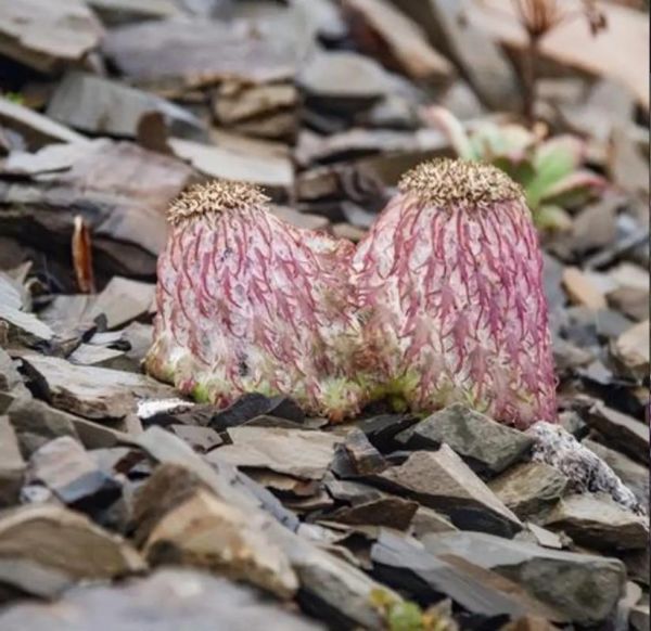 藏雪莲长什么样_藏雪莲图片怎么辨别真假-第1张图片-山城妙识