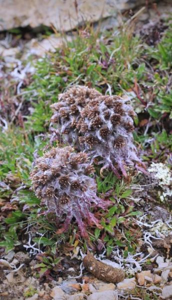 藏雪莲长什么样_藏雪莲图片怎么辨别真假-第2张图片-山城妙识